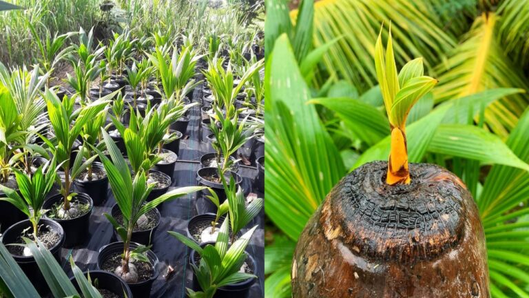 Dwarf Coconut Tree Farming | Hybrid Coconuts - Discover Agriculture