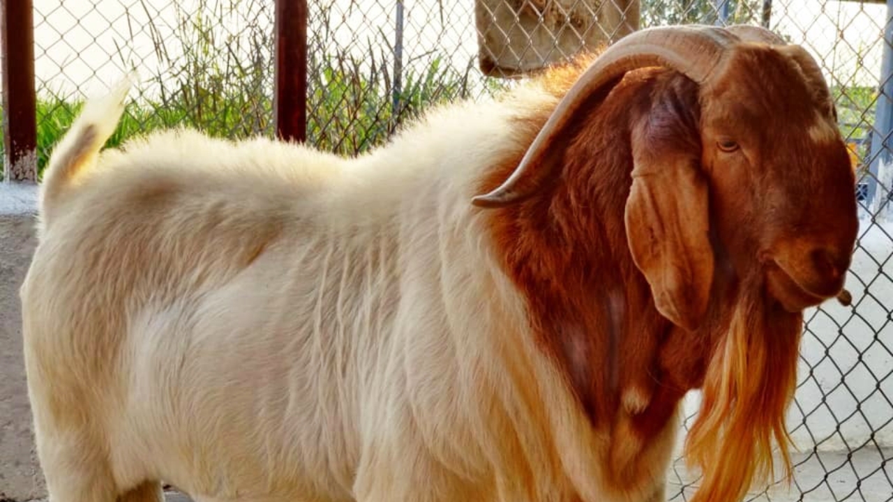 BEST GOAT BREEDS FOR MEAT - Discover Agriculture