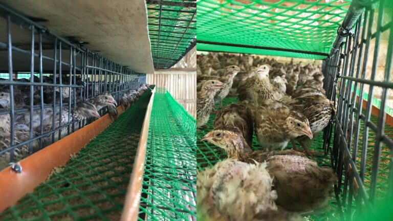 Quail Farming: How to Start Quail Farm Business - Discover Agriculture
