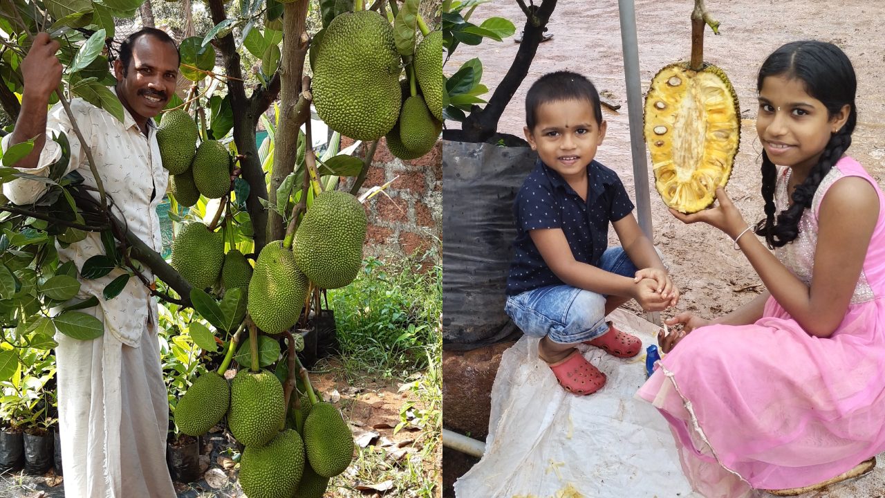 All-season Jackfruit Plant | Get yield in 1.5 years..! - Discover ...