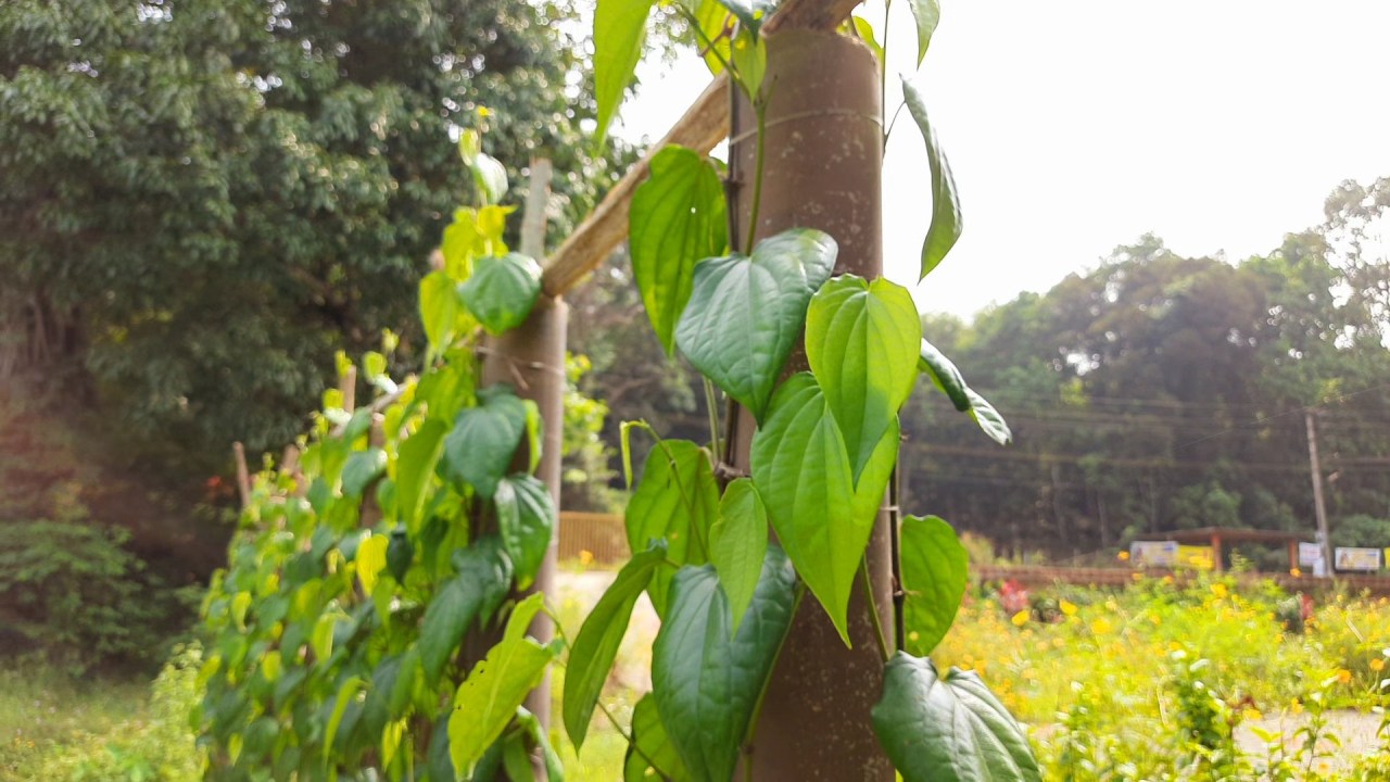 Modern way of Betel Leaf Farming | Vertical Column Paan Leaf Cultivation