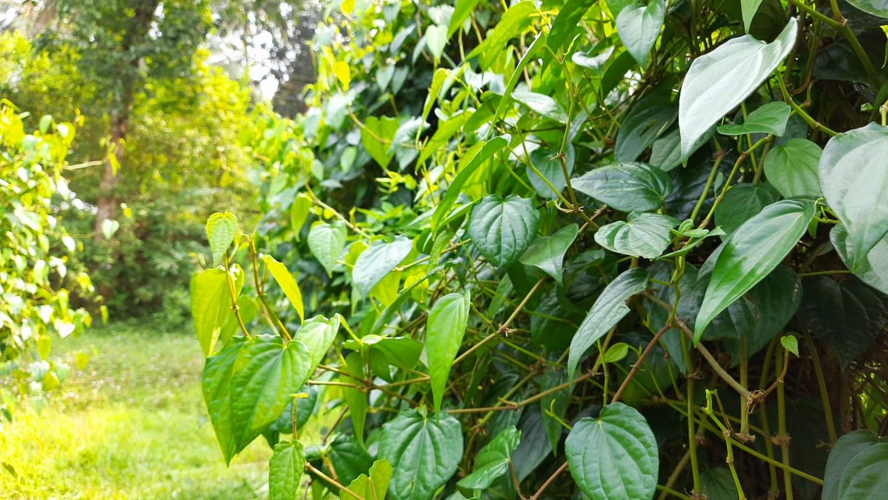 Modern way of Betel Leaf Farming | Vertical Column Paan Leaf Cultivation