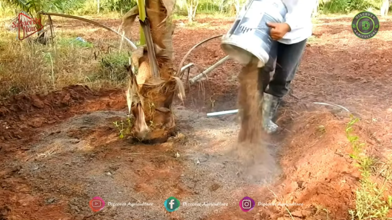 Grow Coconut Tree For More/High Yield | How To Treat, Prevent Diseases ...