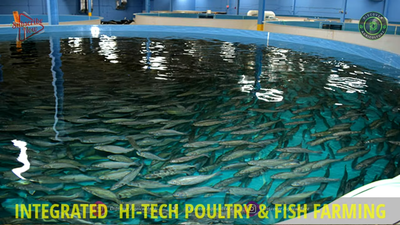 Integrated High tech FISH and POULTRY Farm Business plan