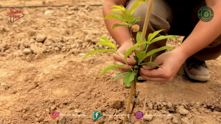 Almond/Badam Farming | ALMOND Cultivation | How To Grow ALMONDS