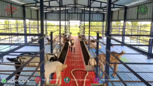 Integrated Goat and Chicken Farming | Poultry Farming and Goat Farming ...