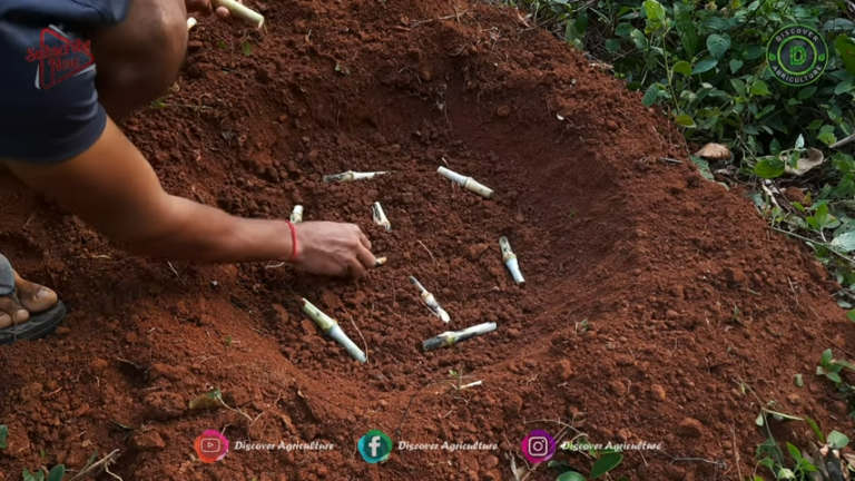 Ring Pit Method in Super Napier Grass - Discover Agriculture
