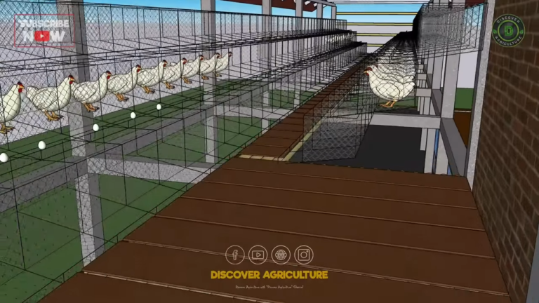 Integrated Fish, Chicken, Quail, and Vermicompost Farm | Best ...