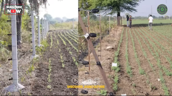 Solar Fencing System: A Cost-Effective & Eco-Friendly Solution