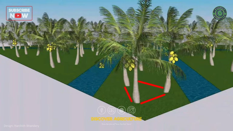 Triangle Coconut Planting | New way of Coconut Tree Farming to Get More ...