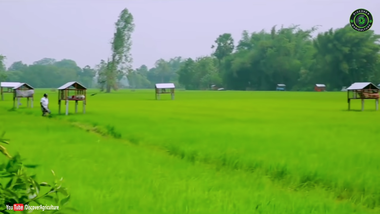 Integrated Rice - Fish and Chicken Farming - Discover Agriculture