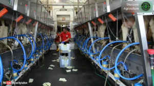 Highest Milk Producing Cow Breeds - Holstein Friesian, Jersey, Brown ...