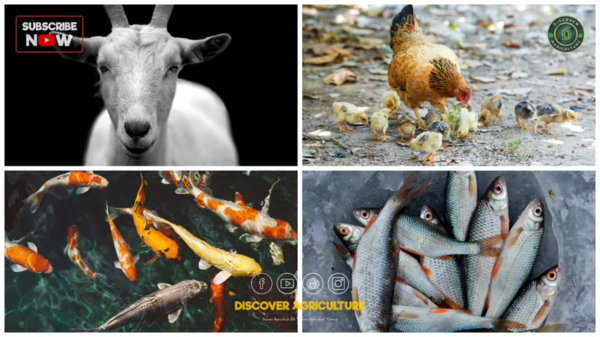 Integrated Goat-Fish Farming and Integrated Chicken-Fish Farming ...