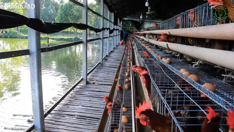 Integrated Fish and Poultry Farm / Integrated Fish and Layer Chicken ...
