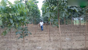 MAHOGANY TREE FARMING / MAHOGANY TREE CULTIVATION - Discover Agriculture